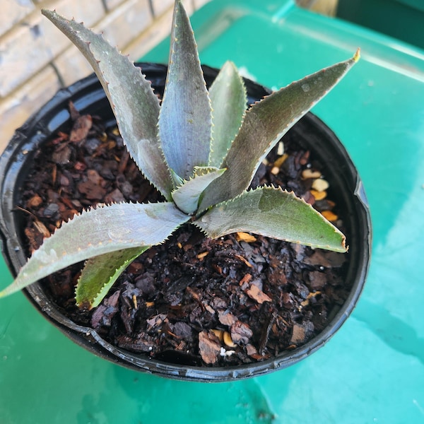 Aloe Tangerine Hybrid Arborescens X Ferox INTENSE BLOOMS STARTER Plants ...