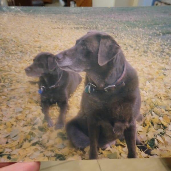 Vintage Royal Chelsea Bone China Tea Cup and Saucer Set, Red and Gold ...