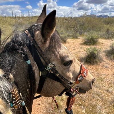 Crinet Crest of Neck Foam Armor for Horses or Ponies Criniere Medieval ...