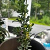 Chinese Perfume Tree, Chinese Rice Flower, in 4" or 6" Pot Aglaia ...
