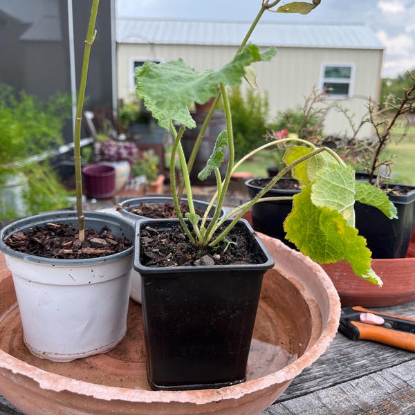 5 Mixed Coreopsis Starter Perennials. Loves Sun. Super Easy to Grow ...