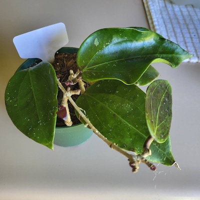 Hoya Kalimantan UT-158 in 4.5pots Rare Hoya Wax Plant Veined Attractive ...