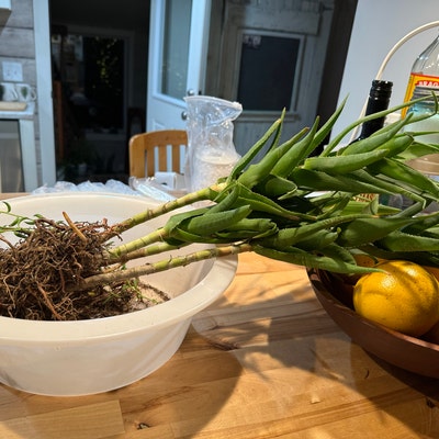 Vintage My Size Barbie,bride Barbie Doll,large Bride Barbie,collectible ...