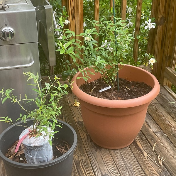 Schisandra Vine eastern Prince - Etsy