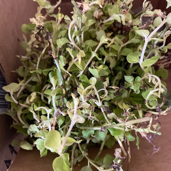 Cissus Quadrangularis, Veldt Grape, Devil's Backbone, Cucumber Cactus ...