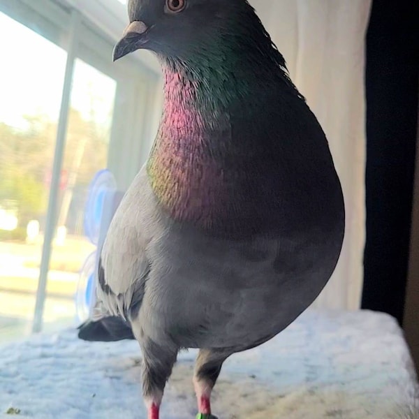 25 Closed Bird Leg Bands Aluminum Custom Laser Engraved in USA - Etsy