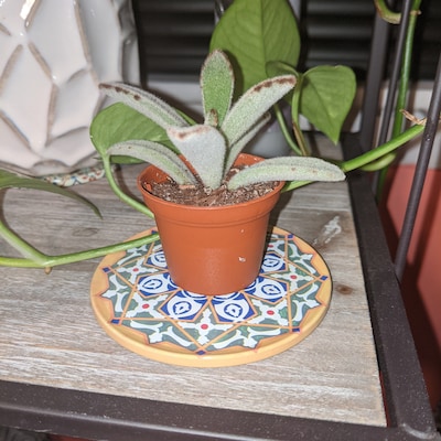 Coasters / Set of 6 Drink Coasters Turkish Mediterranean Persian Design ...