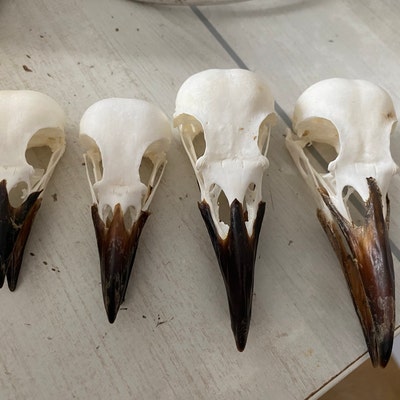 Real Magpie Crow Wings A1 Quality Corvid Taxidermy Gothic Curo Study ...