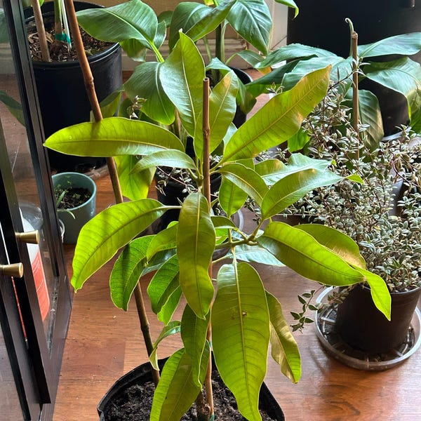 Fruit Cocktail Mango Tree - Grafted Tree - - 1 Feet Tall -grafted ...