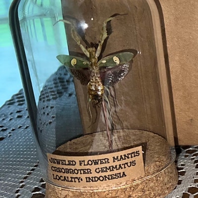 Large Size Real, Dried Insect, Beetle, Bug in a Bell Jar, Cloche, Dome ...