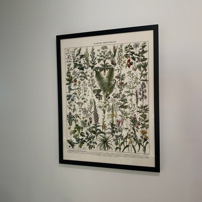 Insects Vintage Print 1 Insects Poster Insect Picture Insects Art ...