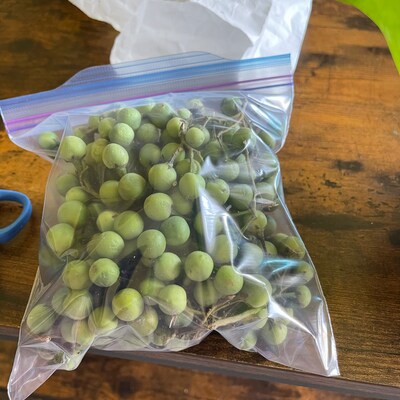 Fresh Whole Burdock Root Gobo Root - Etsy