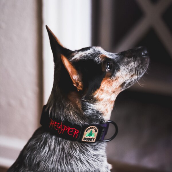 Adventure Buddy Patch for Dogs | Iron-on | Velcro - Etsy