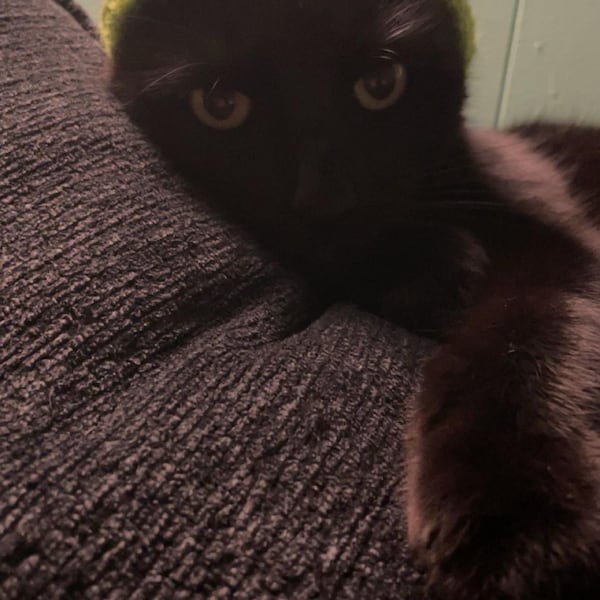 Alien Cat Hat, Cat Alien Antennae Headband, Outerspace Scifi ...