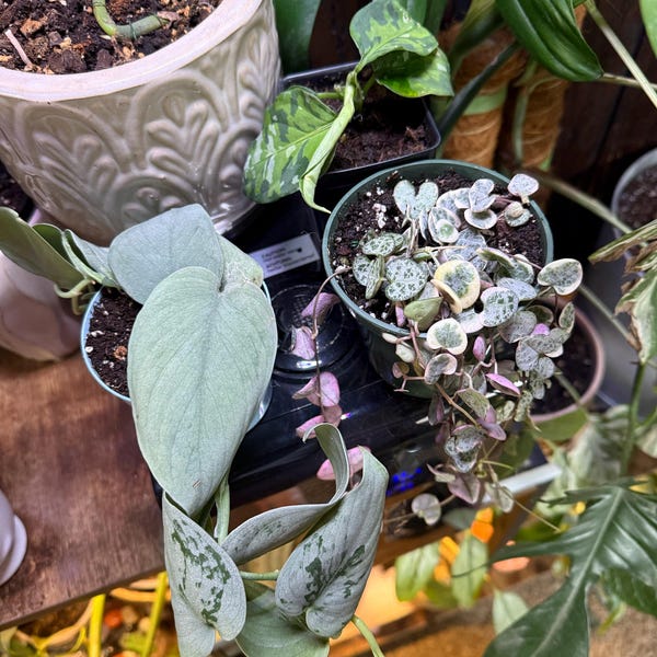 3” Sooo (TM) Silver Scindapsus Plant Pot - NEW CULTIVAR - Lush ...
