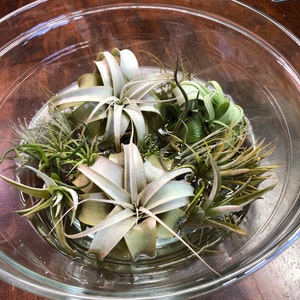 Tillandsia Bulbosa Alien Air Plant - Etsy