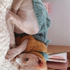 Yellow Cat Hat Hand Knit Sphynx Cat Accessories Pet Winter - Etsy