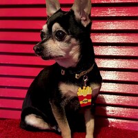 Ghost Pet ID Tag for Dogs and Cats, Ghost Name Tag, Halloween Dog ID ...