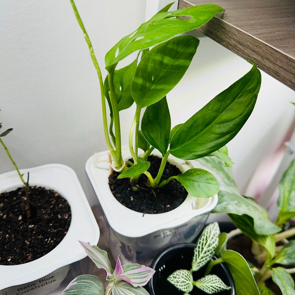 Monstera Adansonii - Narrow Form - Swiss Cheese Plant - Available in ...