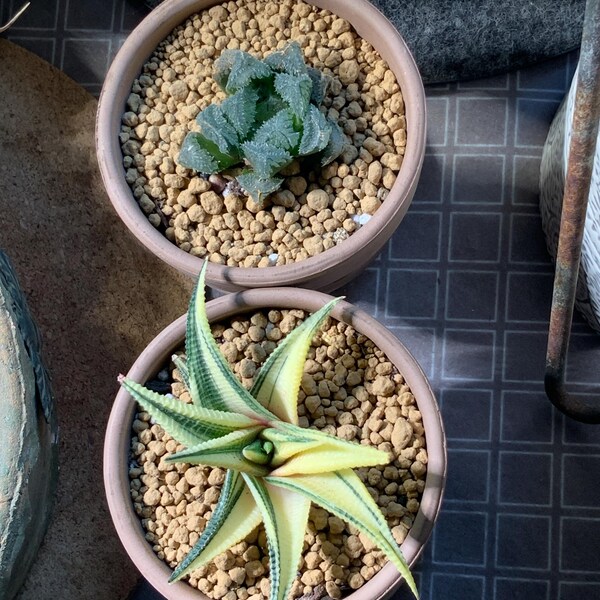 Rare Succulents - Echeveria Agavoides Rubin (2"), Live Plant - Etsy