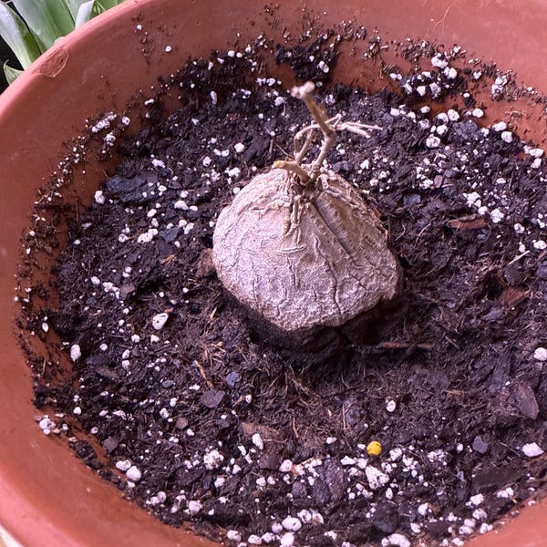Bulbine Torta, Super Rare Succulent！ - Etsy