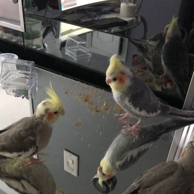 The Felt Bird Cockatiel. Handmade Felted Bird. the Most Widely Kept ...