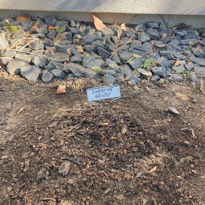 Culvers Root 'fascination' Purple Pink, Tall Flower Spikes, Butterfly ...
