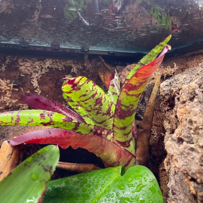 Aechmea Chantinii Samurai - Etsy