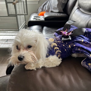 Dog Show Training Stack Box Toy Adult Size Stack Training - Etsy