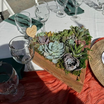 Small Office Desk Succulent Arrangement, Live Succulents, Gift for Her ...