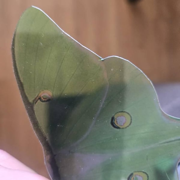 Clear Bookmark Vintage Butterfly Moth Wing Insect Bug Colorful Nature ...