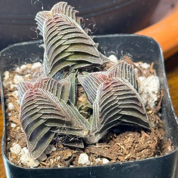 RARE | Crassula Tabularis Pagoda Village - Succulent Plant 2" Pot - Etsy