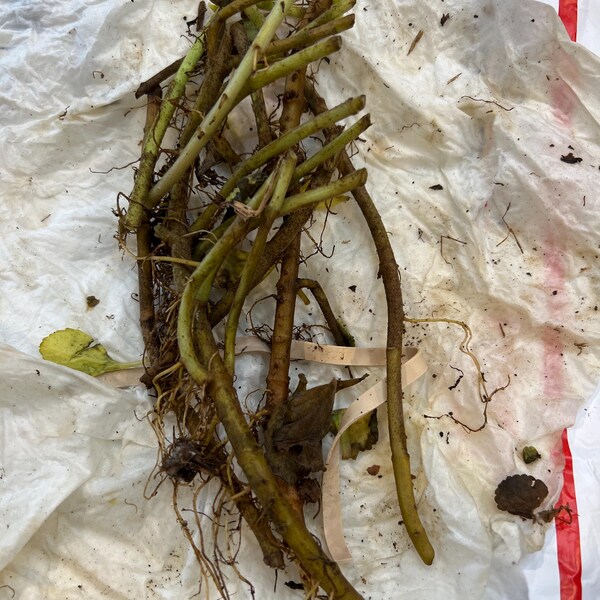 BOLDO Plant Cuttings Panadol Plant Cuttings Resilient Medicinal Herb ...
