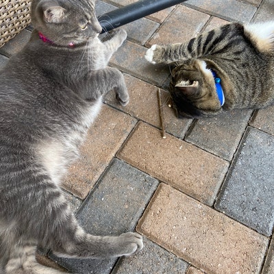 20 Ct Mini Matatabi Cat Chew Sticks All Natural Catnip Alternative ...