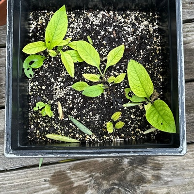 Viburnum Edule, Aka Squashberry, Mooseberry, Highbush Cranberry Four ...