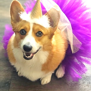 Dog Birthday Princess Tutu & Crown Pink and Purple Solid | Etsy