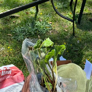 3 Snowcap Daises Leucanthemum Superbum Shasta Daisy Super Fragrant ...