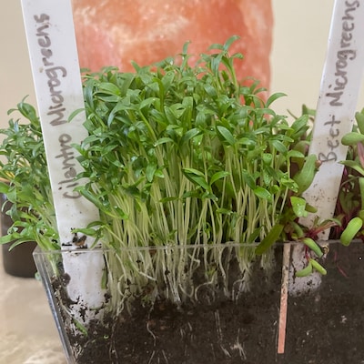 Early Thorogreen Lima Bean Seeds Early Bush Beans 25 Seeds - Etsy