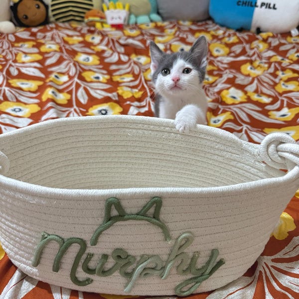 Personalized Cat Toy Basket Custom Kitten Treat Bin New Cat Gift New ...