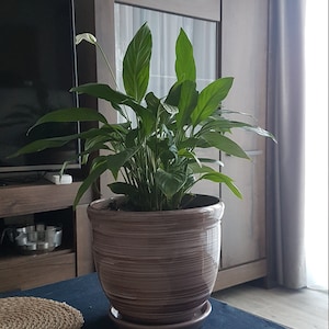 Tilted Ceramic Plant Pot Outdoor Angled Terracotta Flower Pot - Etsy UK