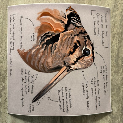 American Woodcock Timberdoodle Bird Facts Lore Meep Shrug - Etsy