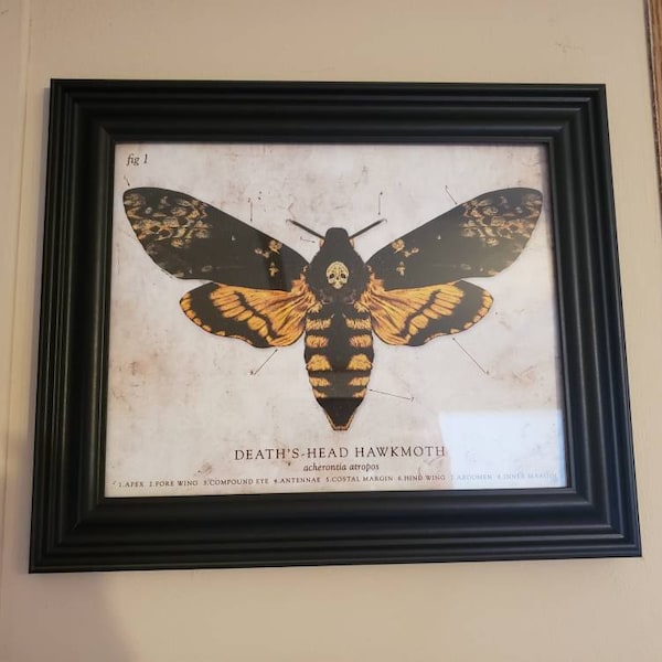 Common Ladybug Illustration - Vintage, Modern, Antique, Scientific ...