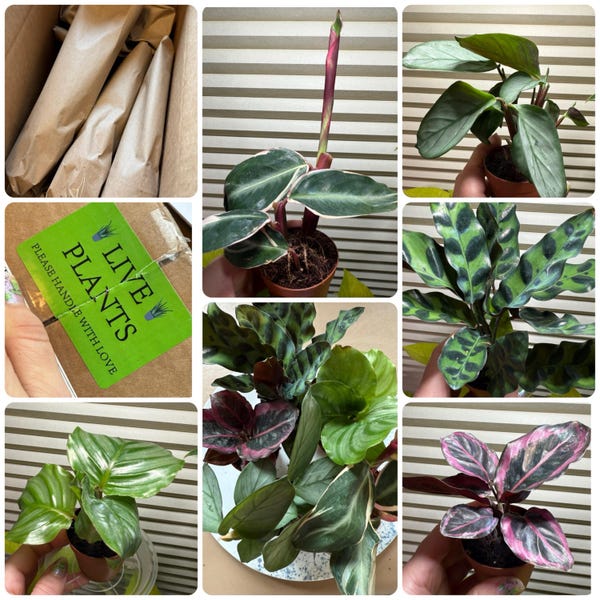 Calathea Assorted Starter Pack | Calathea Starter Plants | Rooted ...