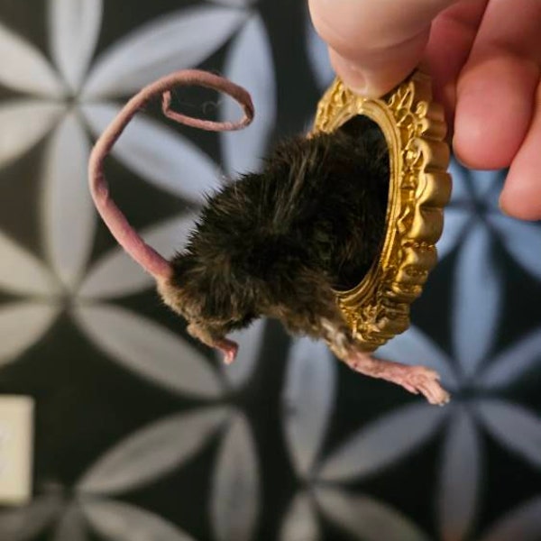 Groundhog Woodchuck Bones Full Skeletons Juvenile Adult Sold by Type ...