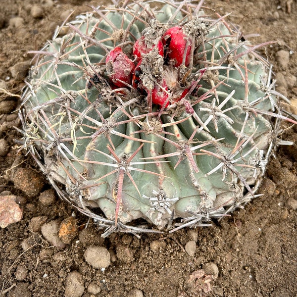 Double Fringe 15x15 Axis Print Cowhide Purse - Etsy