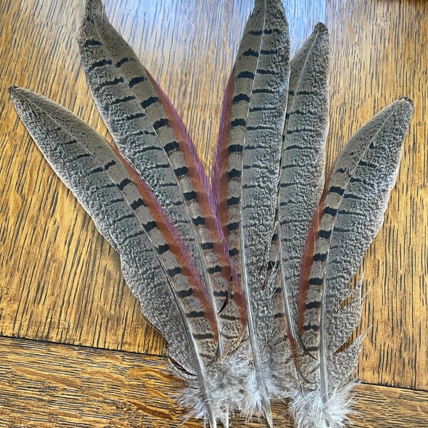 Cruelty Free Emu Feathers . 5 Dyed Rainbow - Etsy UK