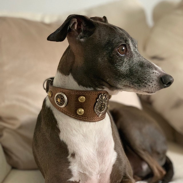 Leather dog collars for Sighthounds by CollarsFloraStyle on Etsy