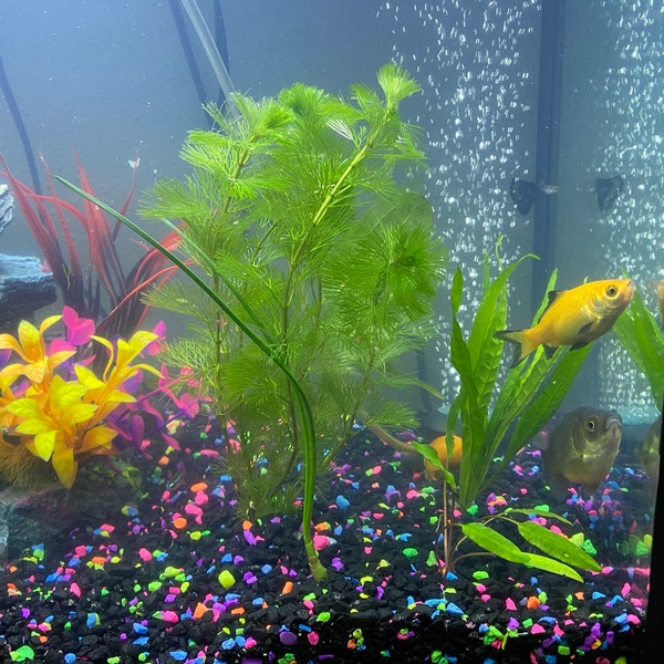 Live Aquarium Plant Pack 10 Live Aquarium Plants Variety Pack Aquatic ...