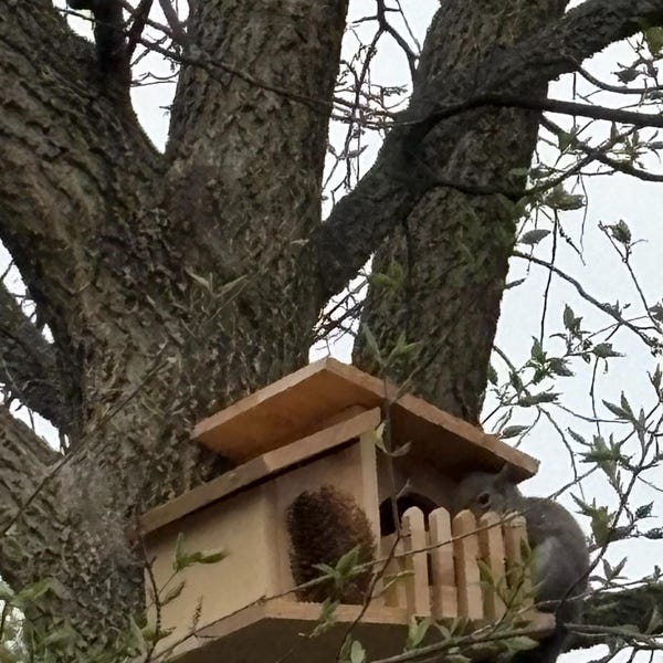 Squirrel House/nesting Box With Inside Predator Guard - Etsy