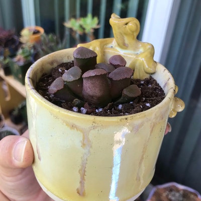 Ceramic Bee Honeycomb Planter Pottery Amber Crystal Honey Bee Country ...